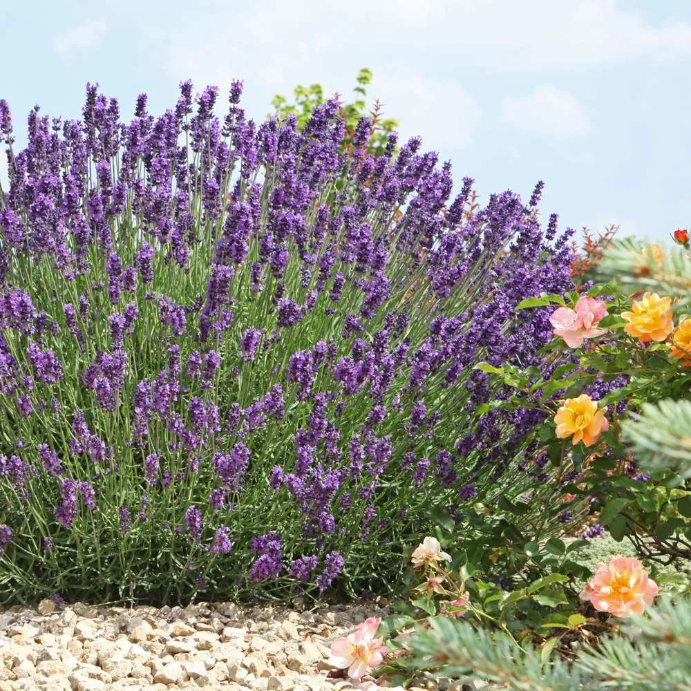 Lavendel Fur Den Garten