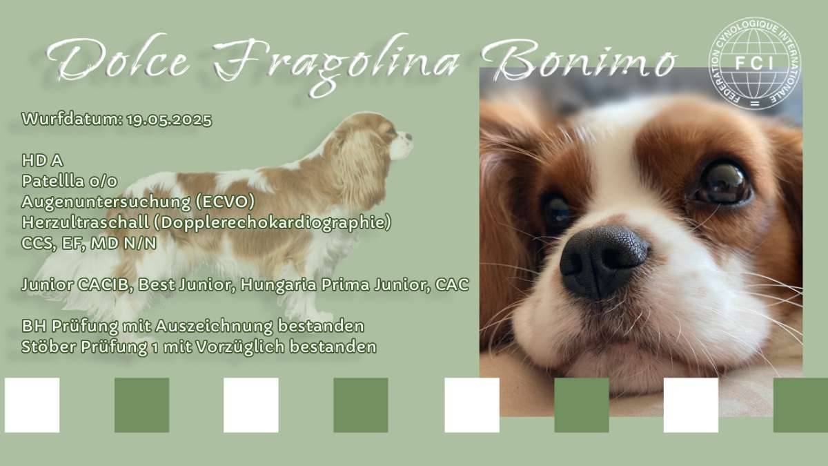 FCI Cavaliere - Welpen und erwachsene Hunde, € 2.200,- (7031 Krensdorf ...