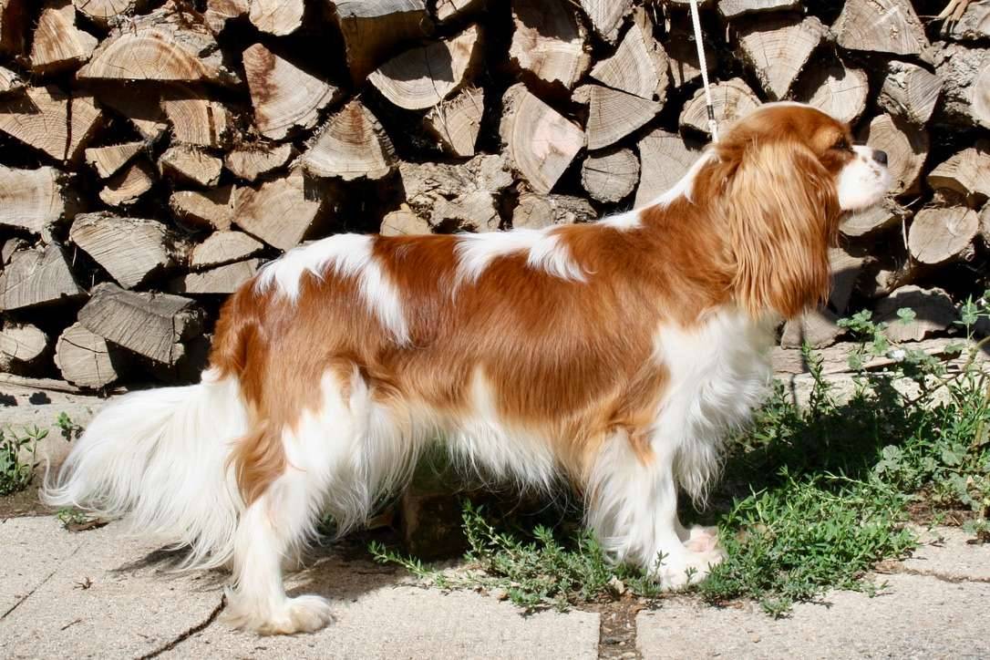 FCI Cavaliere - Welpen und erwachsene Hunde, € 2.200,- (7031 Krensdorf ...