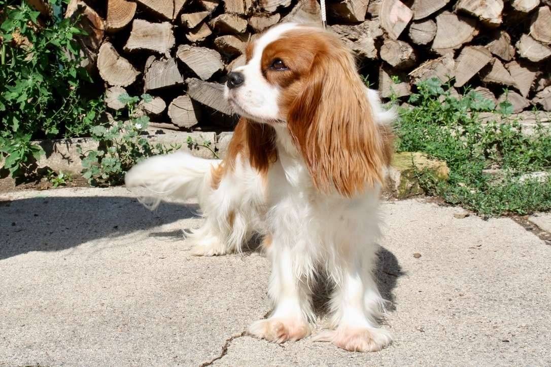 FCI Cavaliere - Welpen und erwachsene Hunde, € 2.200,- (7031 Krensdorf ...