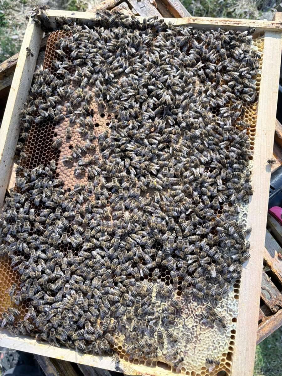 Carnica BIO Wirtschaftsvölker und Ableger Zander JUMBO und ÖBW, € 220 ...