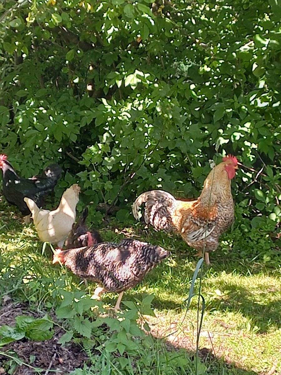 2 Säcke Einstreu für Hühner, Hasen, Meerschweinchen zu verkaufen, € 15 ...