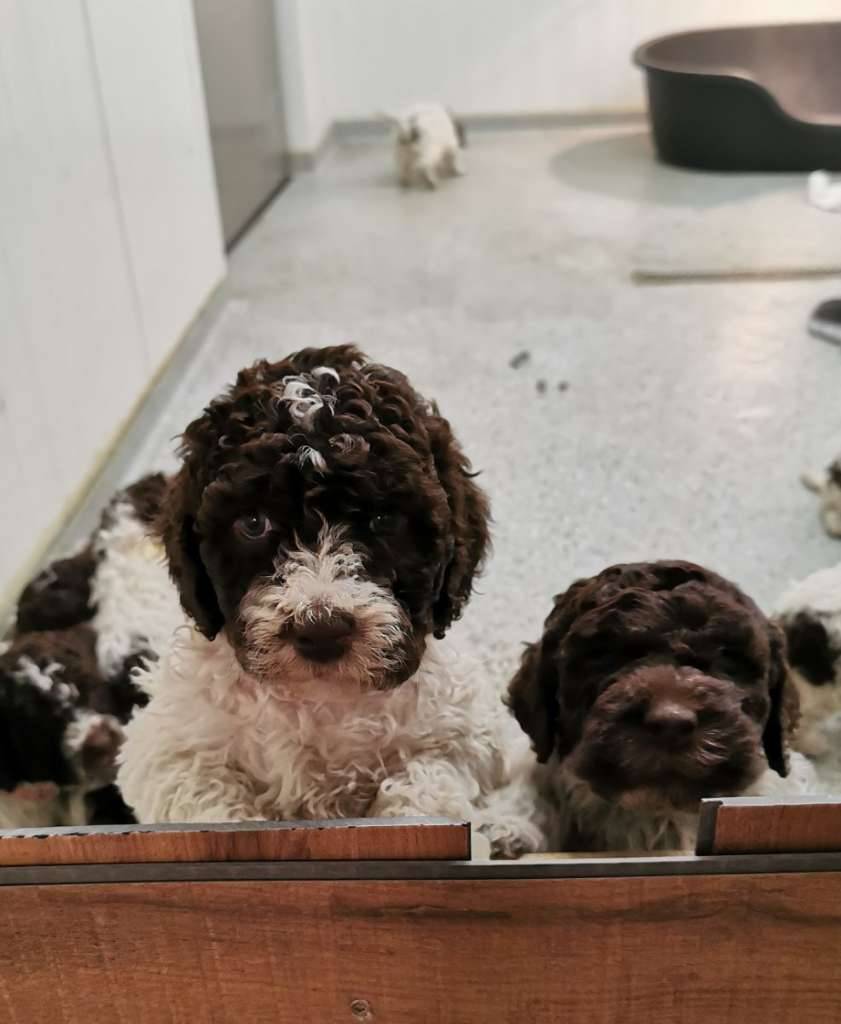 Lagotto Romagnolo Wurfplanung Frühling 2027, € 2.800,- (3362 Öhling ...