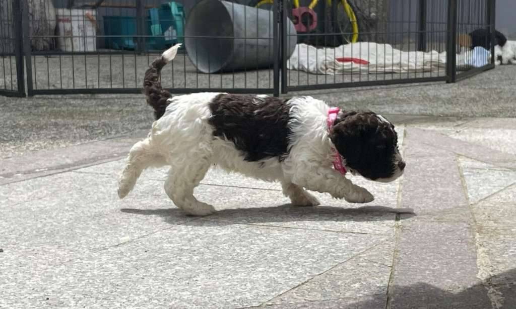 Lagotto Romagnolo Wurfplanung Frühling 2027, € 2.800,- (3362 Öhling ...