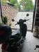Sym Fiddle Roller / Scooter - willhaben