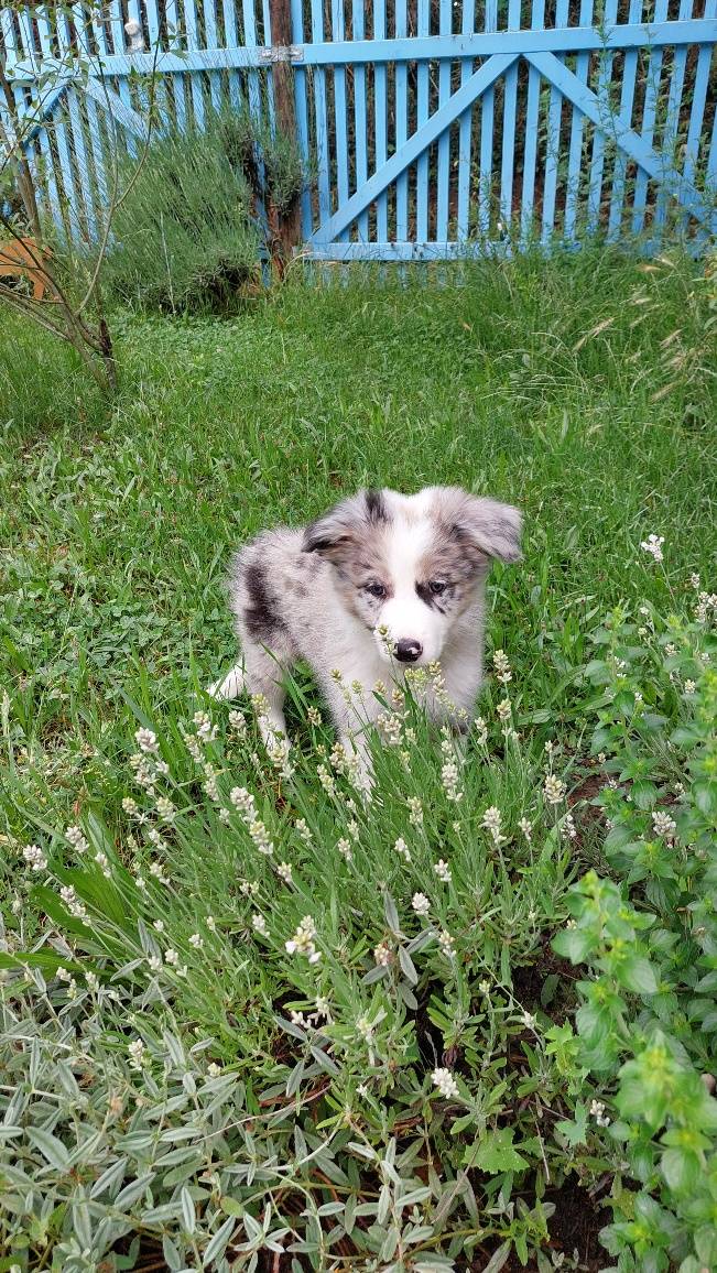 Border Collie Welpe, männlich FCI, € 2.000,- (2000 Stockerau) - willhaben