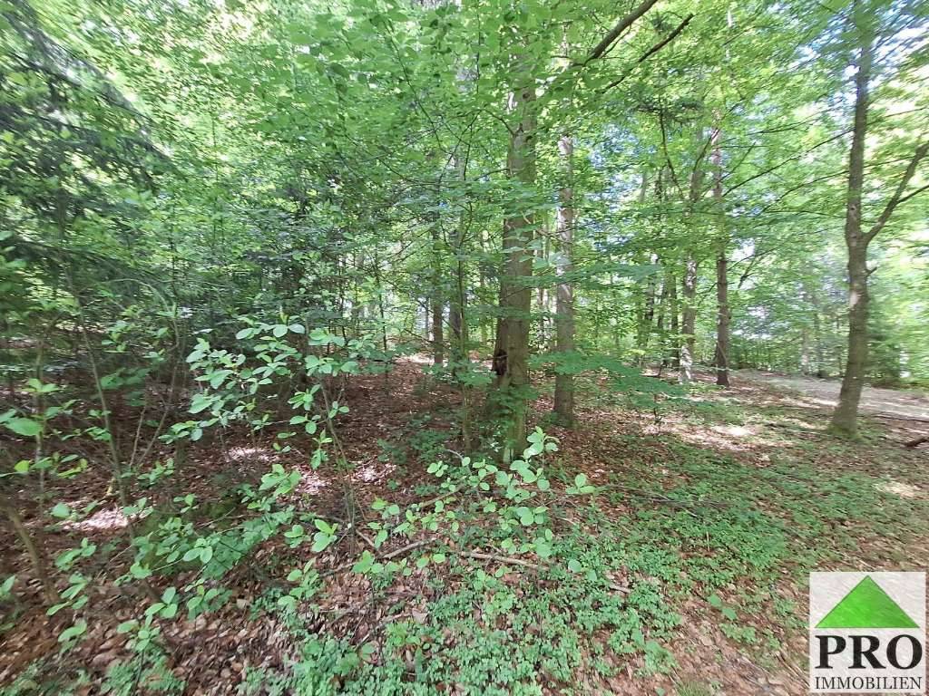 25,12 ha Wald, Wiesen und 2 Teiche umgeben das ehemalige Bauernhaus ...