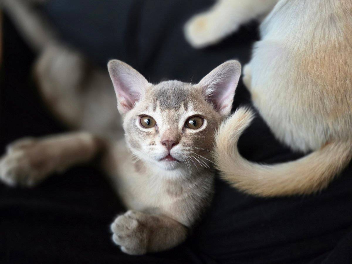 Burmaverwandte Asian Shorthair Kitten, Menschenkatzen ...