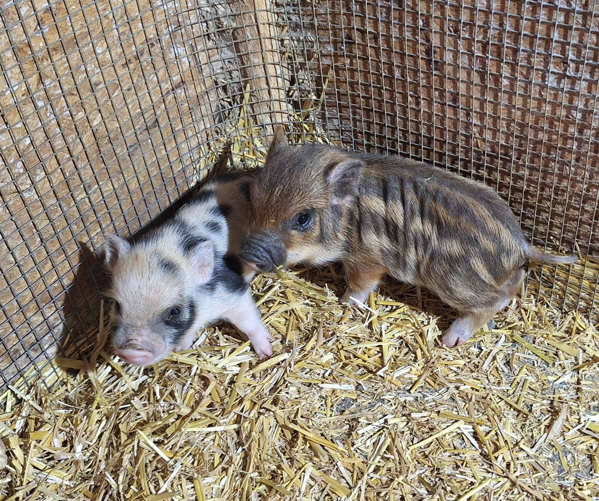 Microschweinchen. Sehr klein bleibende Minischweinchen ...